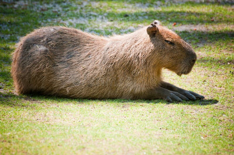 Kapibara zdjęcie stock. Obraz złożonej z rzeka, dysza - 14817734