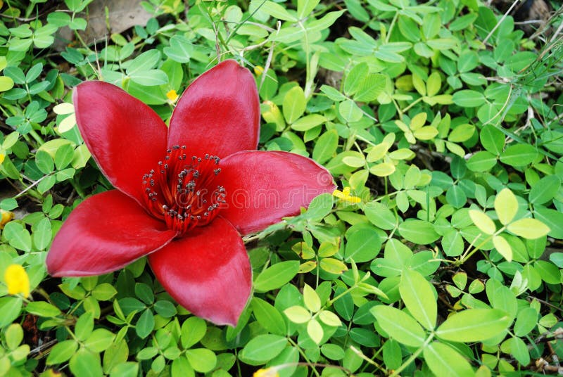 Red Kapok,common Bombax Flower in Full Bloom with Green Leaf Stock ...