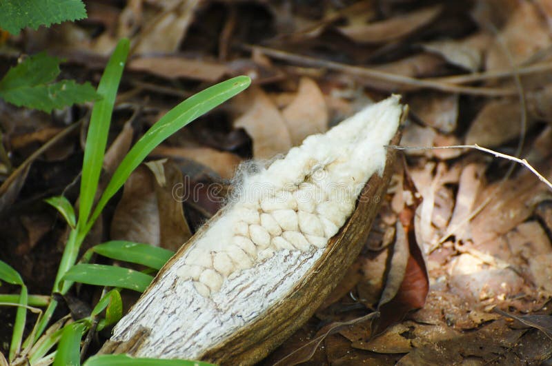 Kapok-Faser - Sansibar - Tansania Stockbild - Bild von saatgut ...