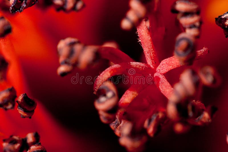 Red Kapok Flower is in Full Bloom, Under the Sunlight. Photo Took in ...
