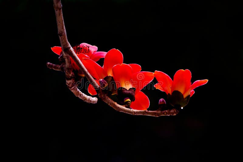 Red Kapok Flower is in Full Bloom, Under the Sunlight. Photo Took in ...