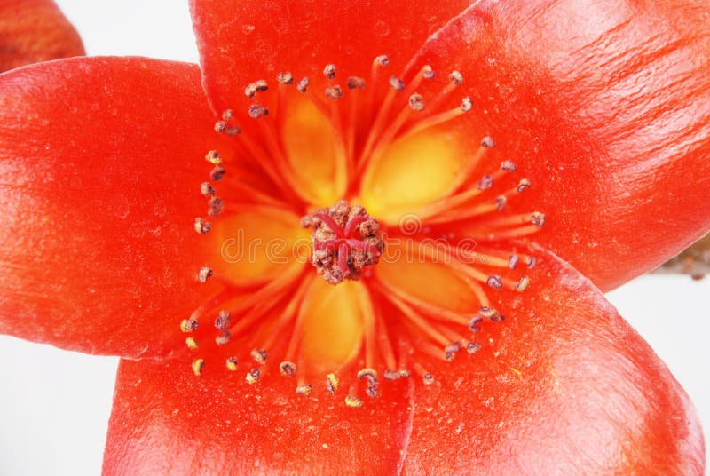 Kapok flower detail stock photo. Image of crimson, flowe - 8797880