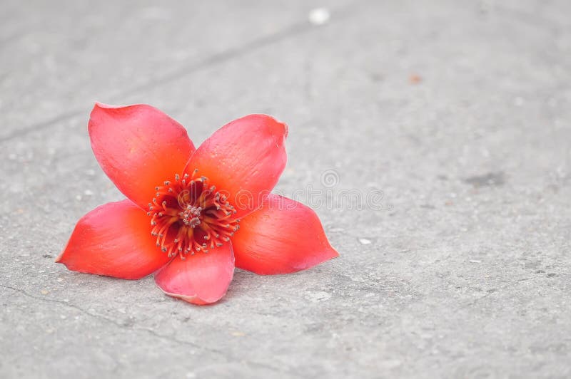 Kapok flower stock photo. Image of detail, petal, ceiba - 31078994