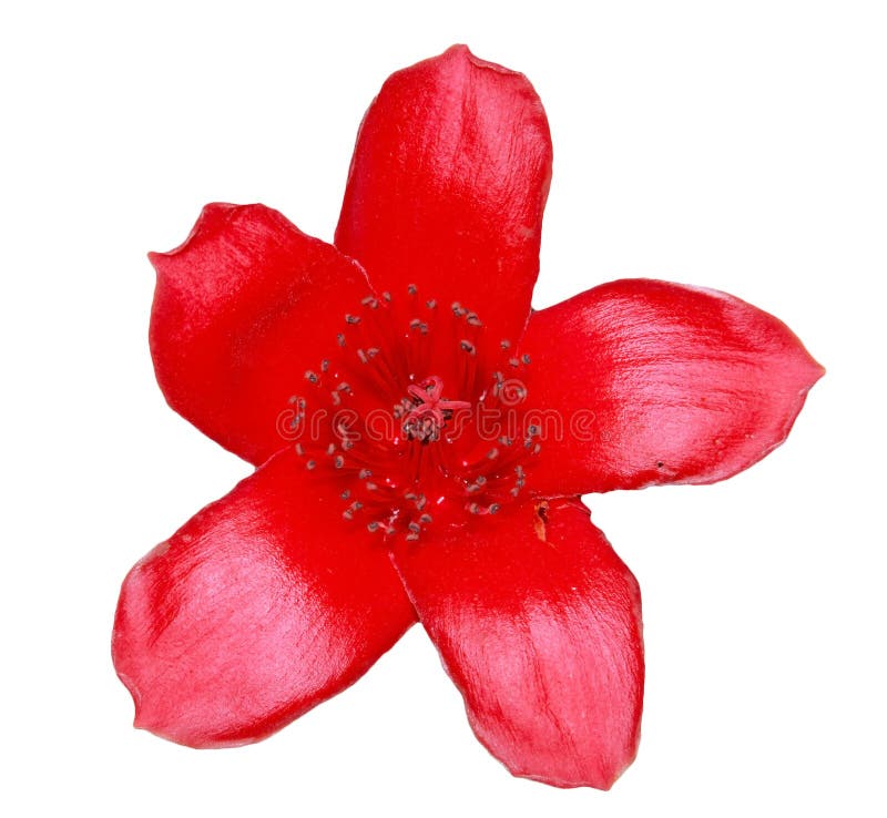 Kapok stock image. Image of vein, line, stamen, bloom - 30356671