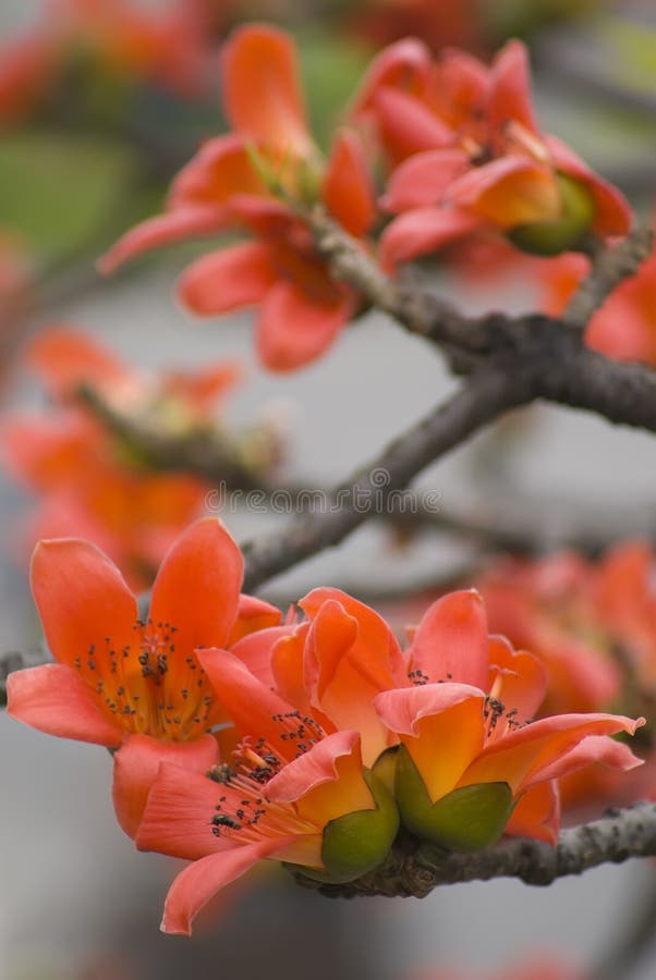 The kapok flowers stock image. Image of gardening, tree - 13692889