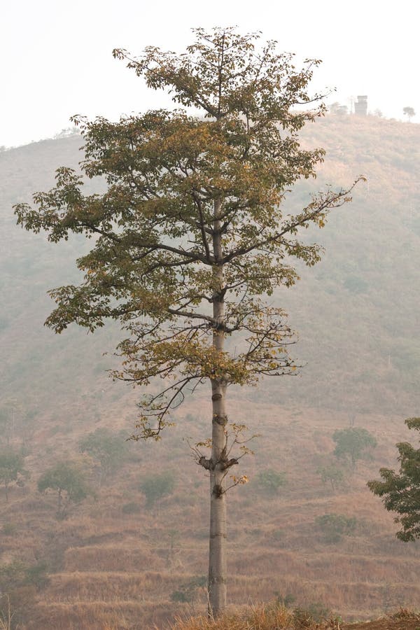 Kapok Tree Ceiba. these are the Amazon Trees that Keep the Planet Cool ...