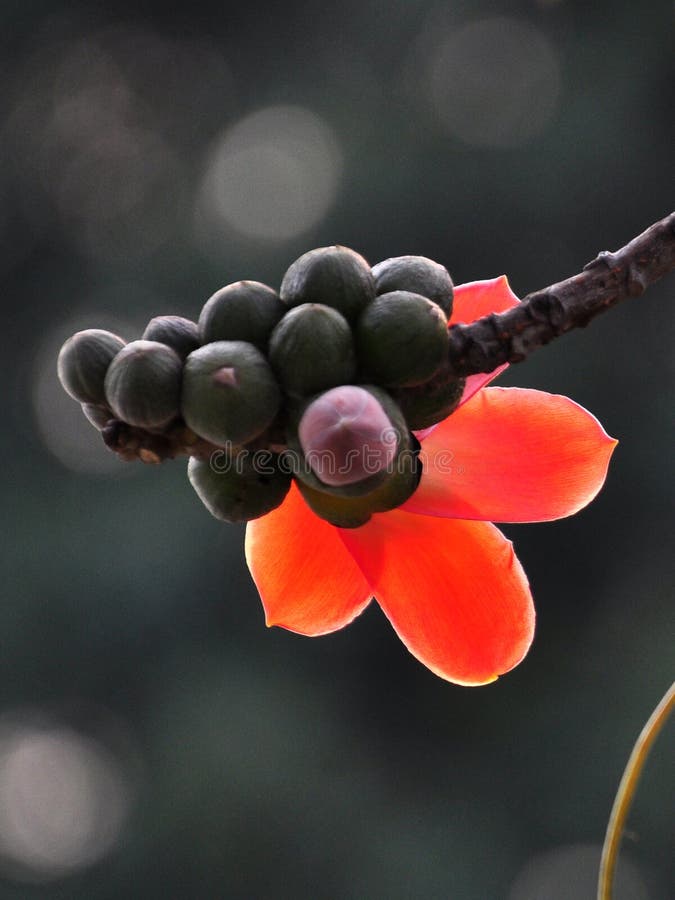 Kapok stock photo. Image of tree, plant, backlight, china - 222706724