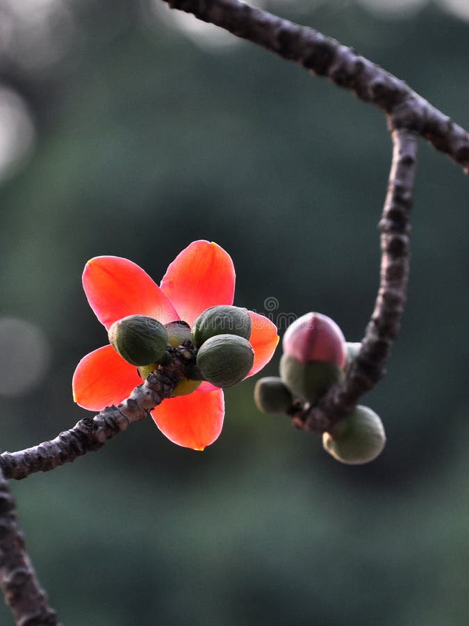 Kapok stock image. Image of china, tree, backlight, plant - 222706731