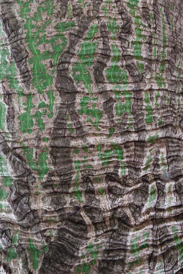 Bark Patternterje Stock Photos - Free & Royalty-Free Stock Photos from ...