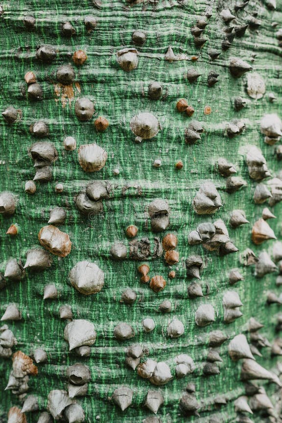 Kapok Tree Bark Texture - Ceiba Pentandra Stock Photo - Image of detail ...