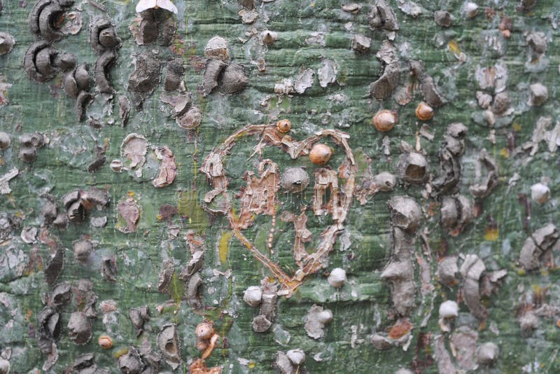 Kapok Tree Bark Texture - Ceiba Pentandra Stock Image - Image of ...