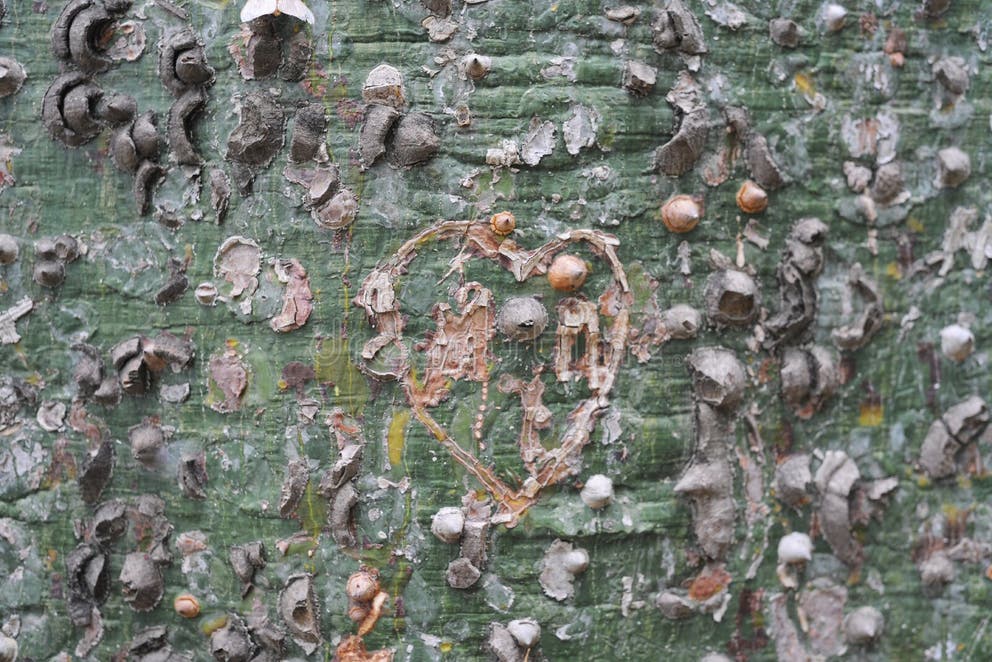 Kapok Tree Bark Texture - Ceiba Pentandra Stock Image - Image of ...