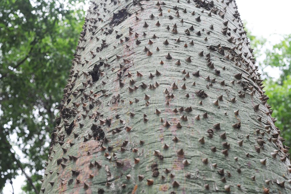 Kapok Tree Bark Texture - Ceiba Pentandra Stock Image - Image of ...
