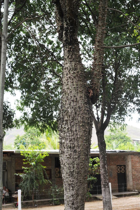 Kapok Tree Bark Texture - Ceiba Pentandra Stock Image - Image of home ...