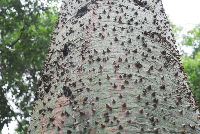Kapok Tree Bark Texture - Ceiba Pentandra Stock Photo - Image of spruce ...