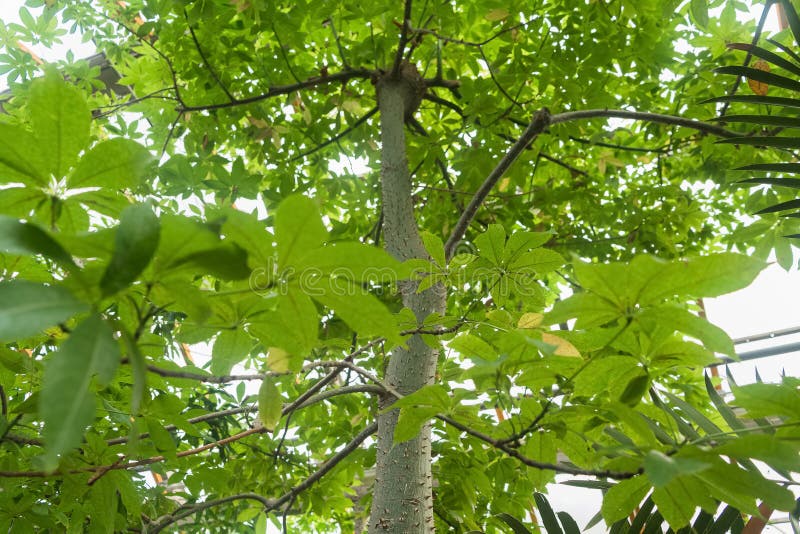 Kapok Growing on a Tree in Funchal, Madeira Stock Photo - Image of used ...