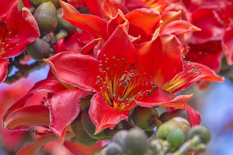 2,125 Kapok Tree Stock Photos - Free & Royalty-Free Stock Photos from ...