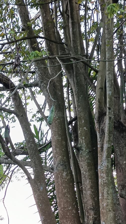 Kapok Tree Shedding Its Leaves in the Dry Season Stock Photo - Image of ...