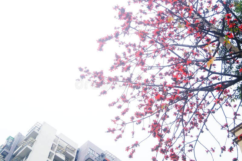 Kapok trees stock photo. Image of scenery, asia, plants - 88168432