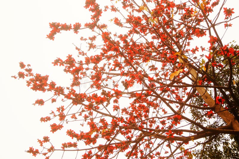 Kapok trees stock photo. Image of scenery, kapok, spring - 88168442