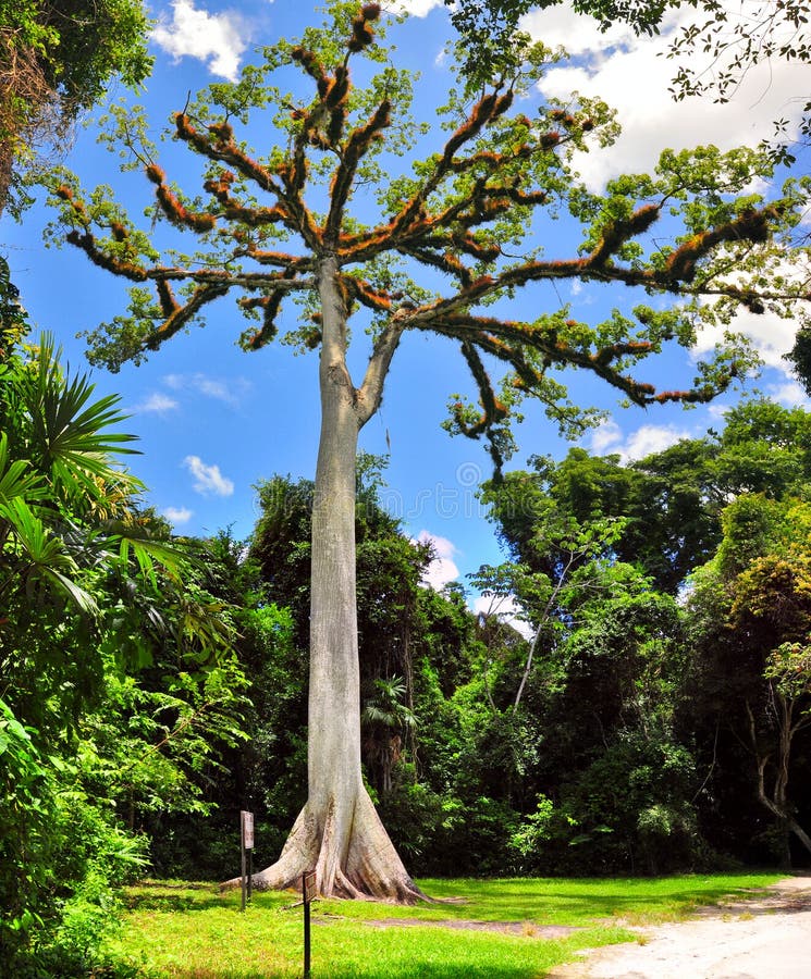 Kapokbaum Bei Tikal, Guatemala Stockbild - Bild von grün, betrieb: 16723337