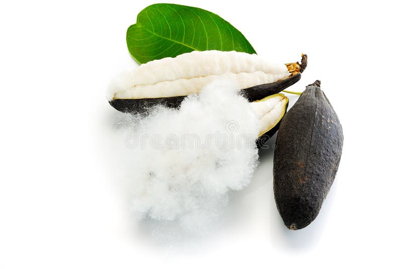 Kapok stockfoto. Bild von afrika, baumwolle, frucht, seeds - 20298044