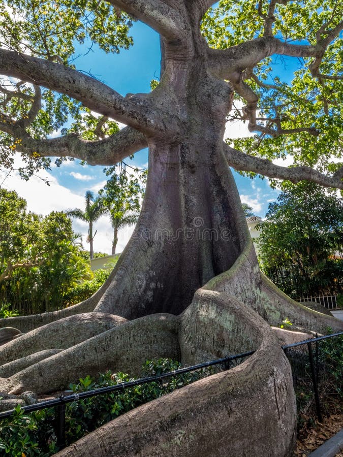 Et Kapokier Dans Un Fruit Mûr Gardenalso Connu Sous Le Nom De Samauma ...
