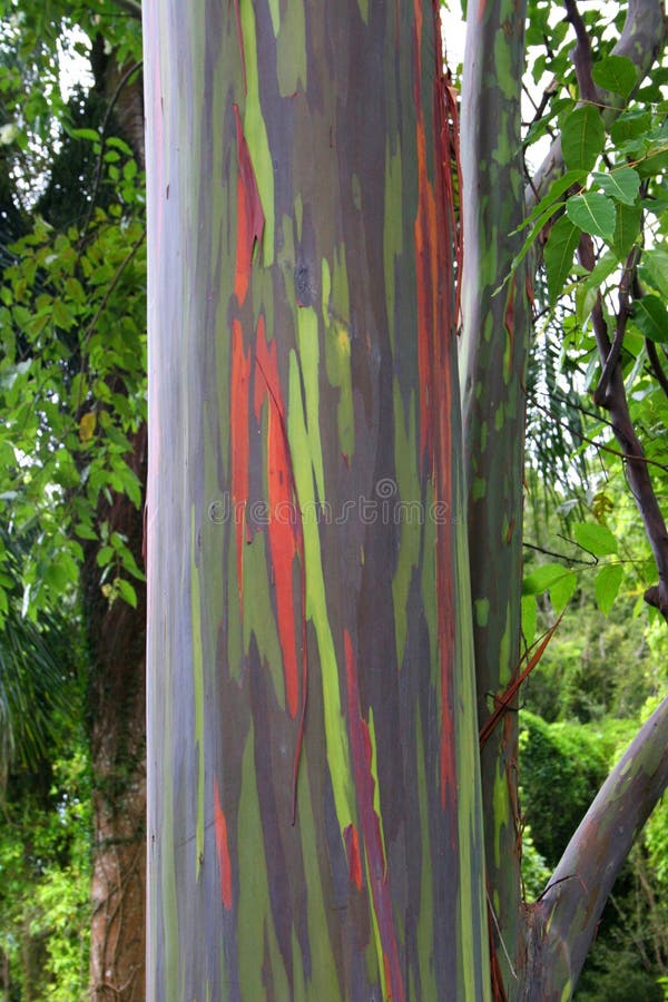 Kappau Hawaii Colorful Tree Stock Photo - Image of tree, tropical ...