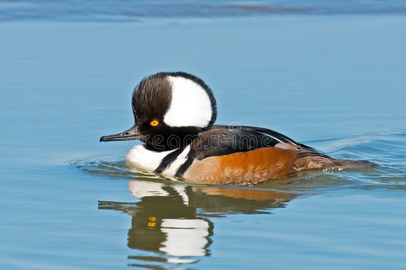 Kapturzasta nurogęś obraz stock. Obraz złożonej z avians - 39252077