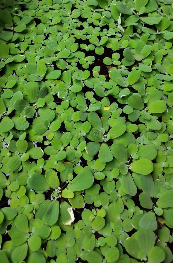 Kapu-kapu stock photo. Image of nature, green, flora - 224997284