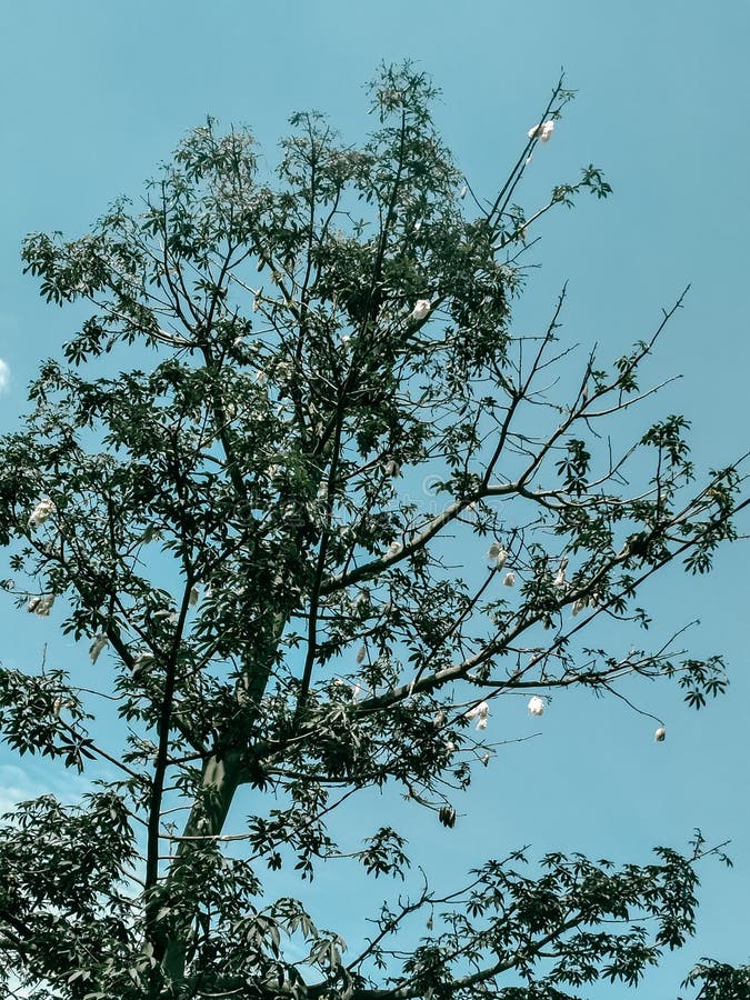 Kapukrandu Stock Photos - Free & Royalty-Free Stock Photos from Dreamstime