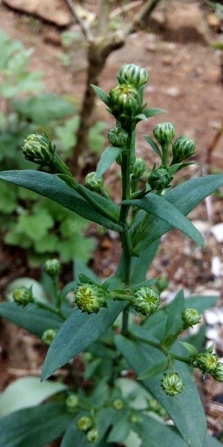 Kapuru Flower Plants Stock Photos - Free & Royalty-Free Stock Photos ...