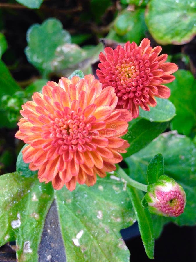 Kapuru flowers stock photo. Image of kapuru, leaves, flower - 79570790