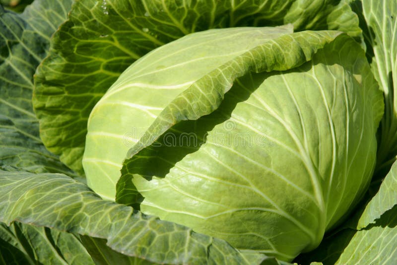 Kapusta obraz stock. Obraz złożonej z brokuły, rośliny - 16390577