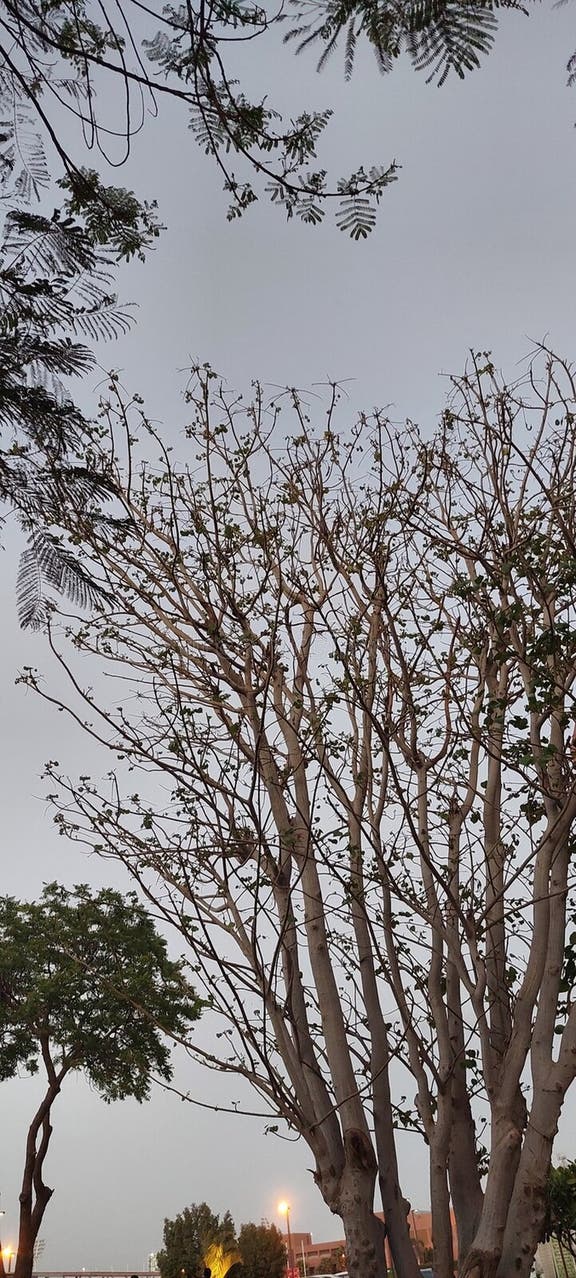 The Karachi Evening at AKUH: Unfolds with a Gentle Spring Breeze ...