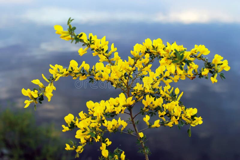 Karagan stock photo. Image of kama, water, karagan, nature - 28545706