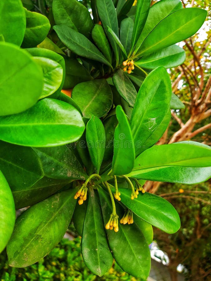 Karaka Nut this Tree Has Green Leaves Stock Photo - Image of leaves ...
