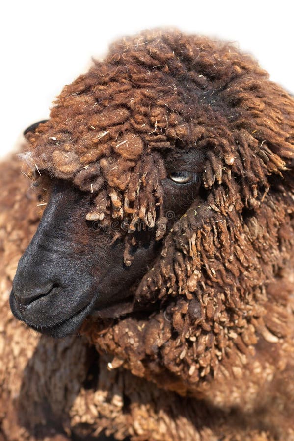 Karakul sheep stock photo. Image of livestock, farming - 9268316