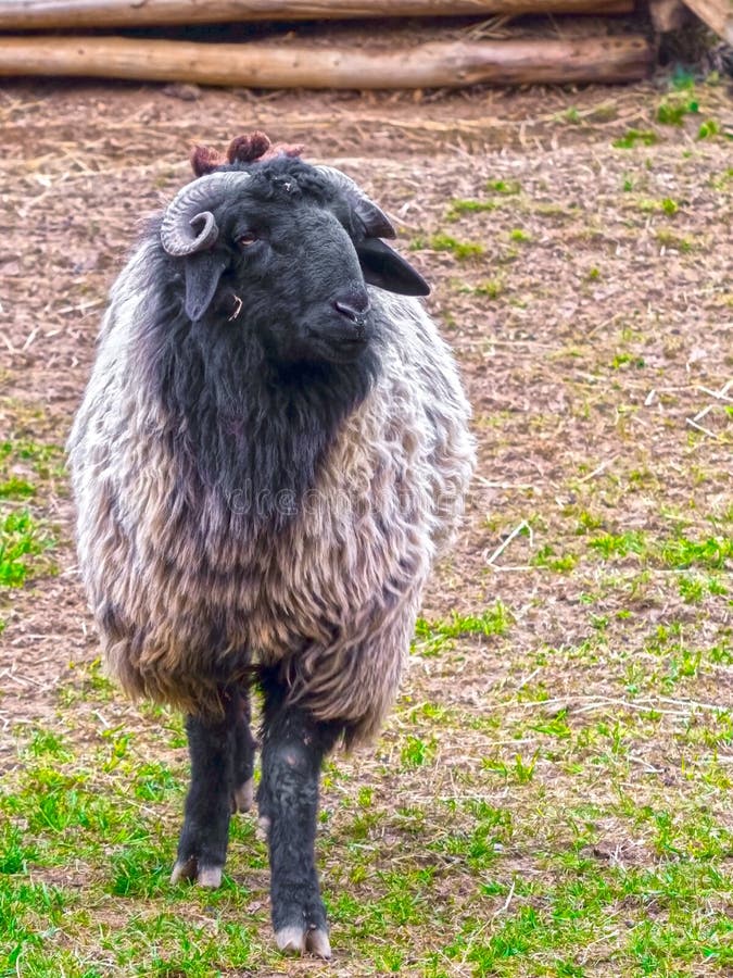 Karakul sheep stock photo. Image of horned, ovis, animal - 72319752