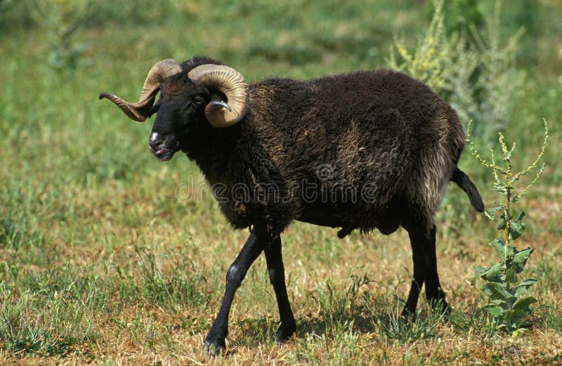 Karakul sheep stock photo. Image of livestock, farming - 9268316