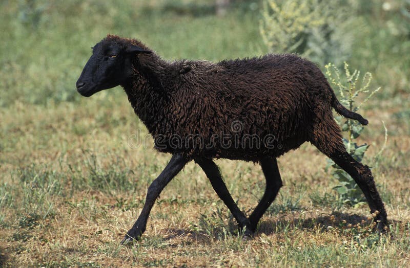 Karakul sheep stock photo. Image of horned, ovis, animal - 72319752