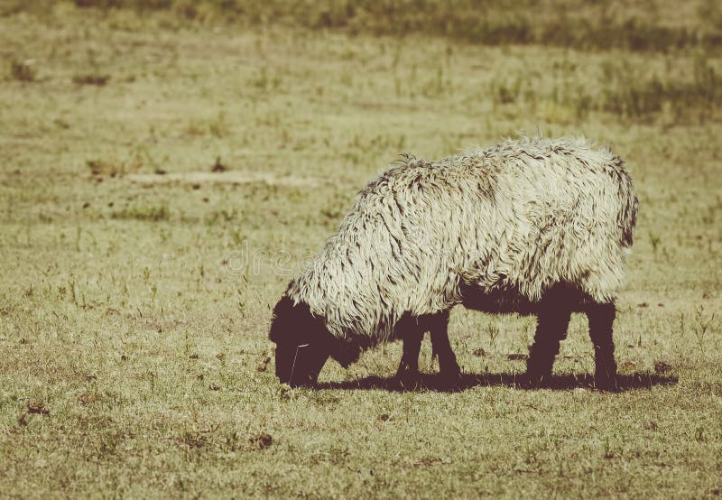 Karakul sheep stock photo. Image of livestock, farming - 9268316
