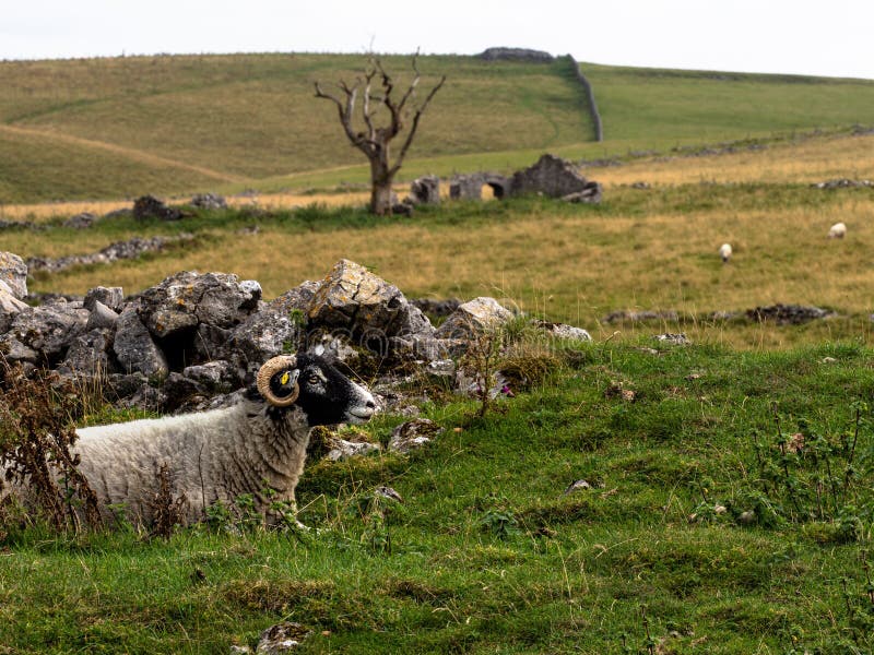 Karakul Sheep (Qaraqul) Resting in the Meadow Stock Photo - Image of ...