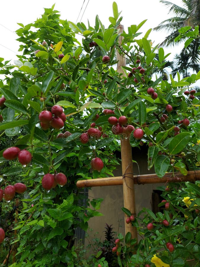 Karamcha Fruit 😋 Some Kind of Berry Stock Image - Image of produce ...