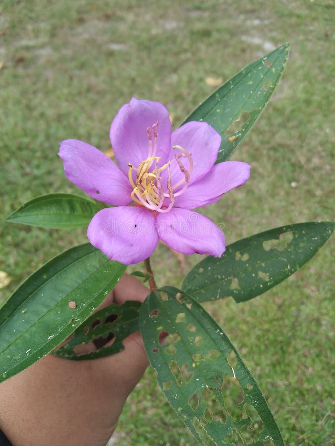 Karamunting Flower stock photo. Image of borneo, produce - 269073104