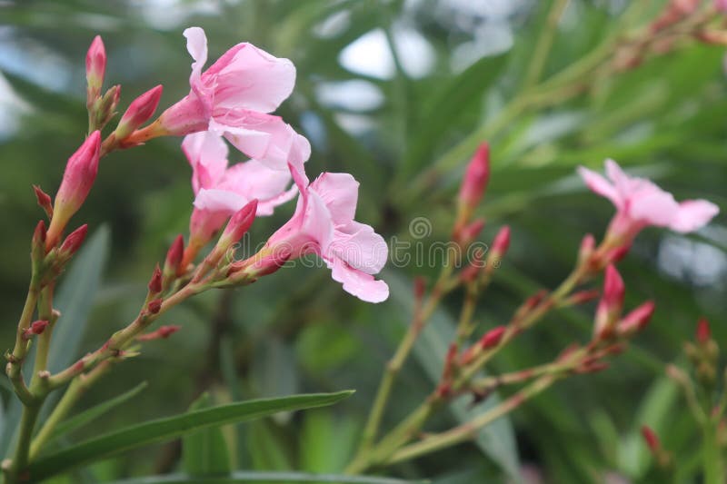 Karan Flower Stock Photos - Free & Royalty-Free Stock Photos from ...