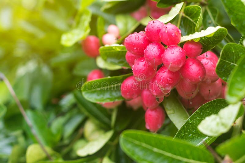 Karanda, Carandas Del Carissa Imagen de archivo - Imagen de alimento ...