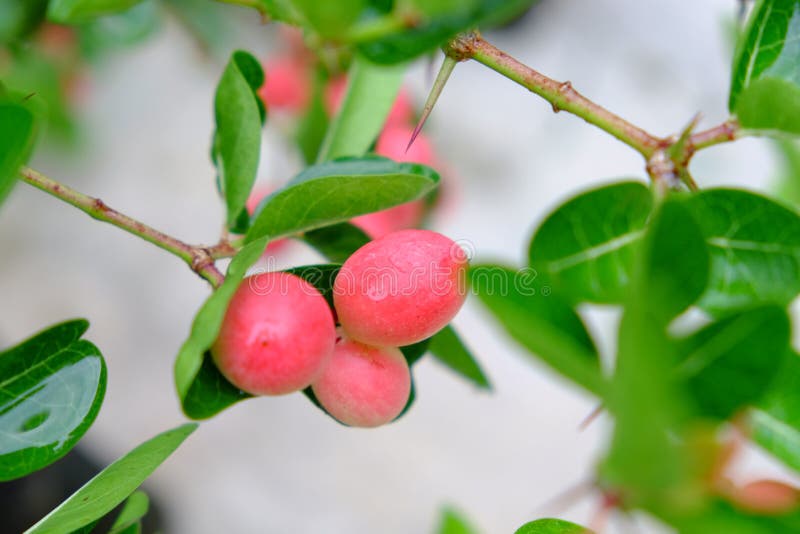 Karanda Tree Or Carunda Or Christ`s Thorn Fruit For Health And Herb ...