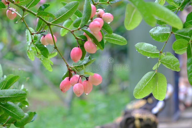 Karanda or Carunda, Fruit or Herbs on Tree with Rain Drop Stock Image ...