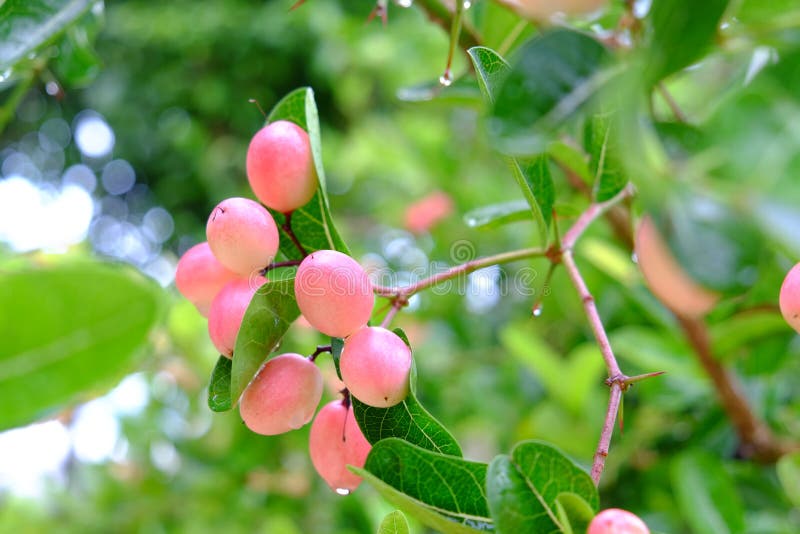 Karanda or Carunda, Fruit or Herbs on Tree with Rain Drop Stock Photo ...